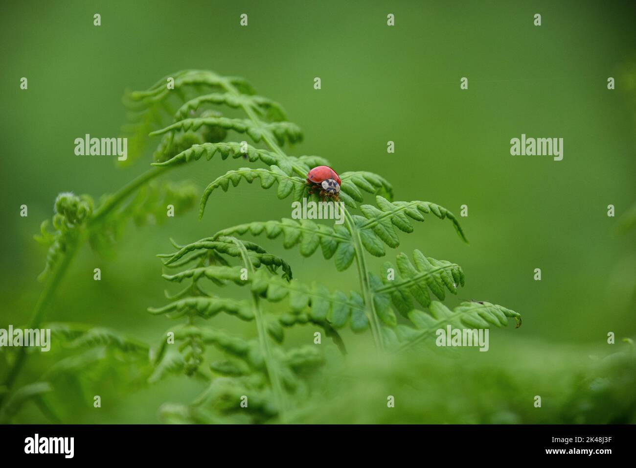 Red spotted ladybug hi-res stock photography and images - Alamy