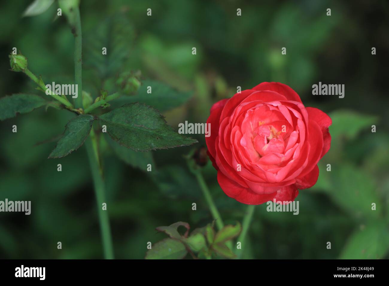 Beautiful white red roses hi-res stock photography and images - Alamy