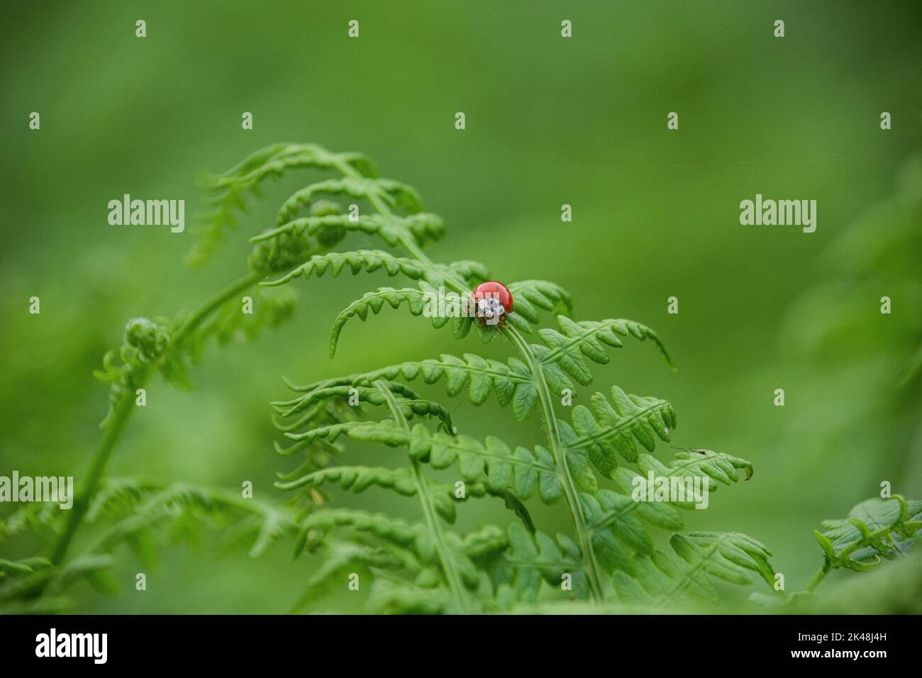 Red spotted ladybug hi-res stock photography and images - Alamy