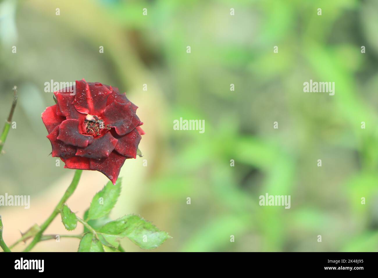 Red rose in a farm Stock Photo - Alamy