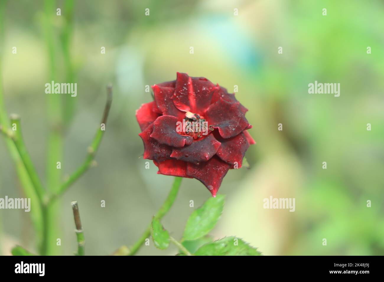 Garden red flower hi-res stock photography and images - Alamy