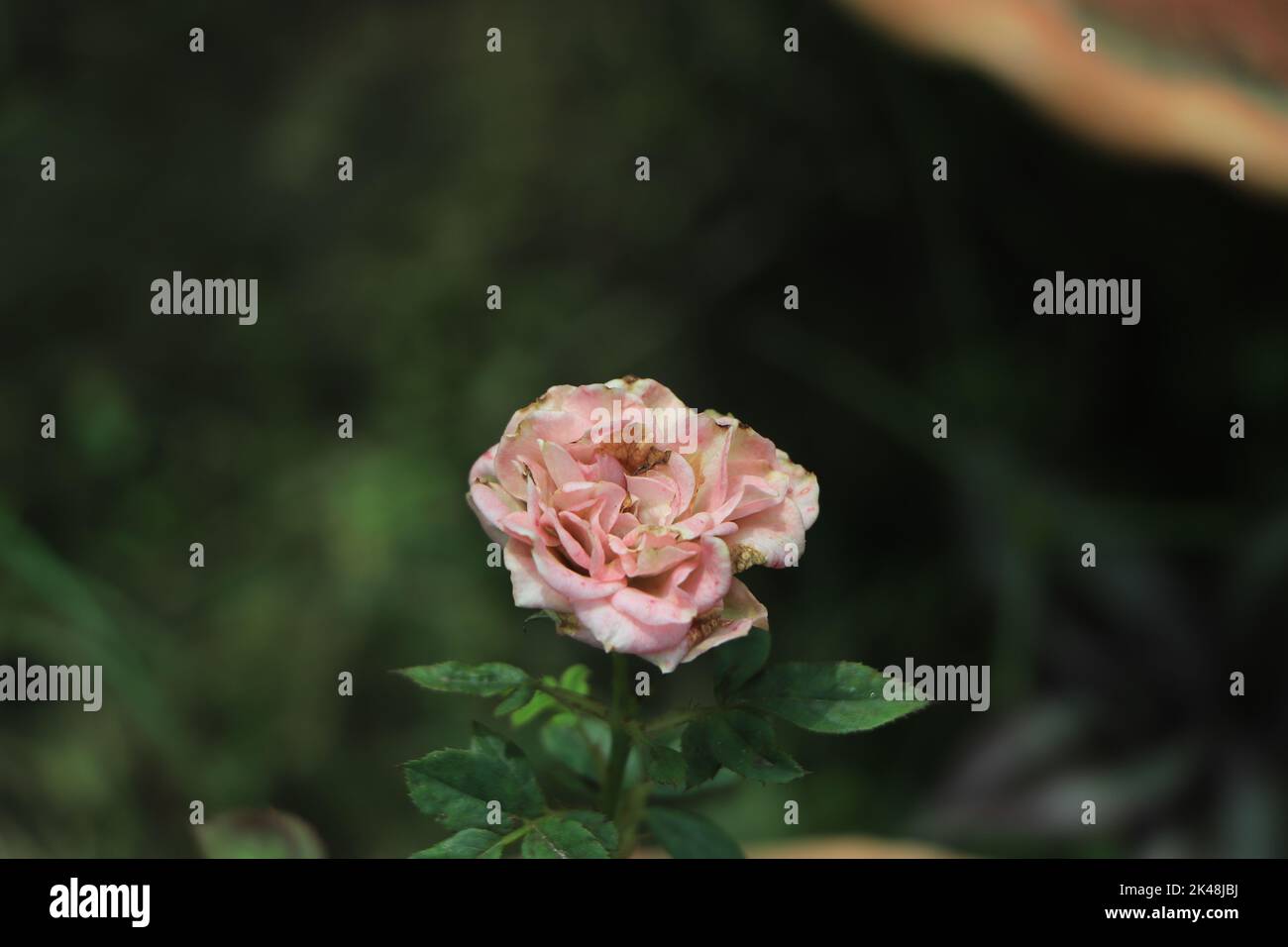 Beautiful blooming pink rose hi-res stock photography and images - Alamy