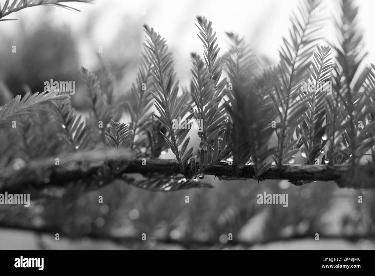 Conifers needles Black and White Stock Photos & Images - Alamy