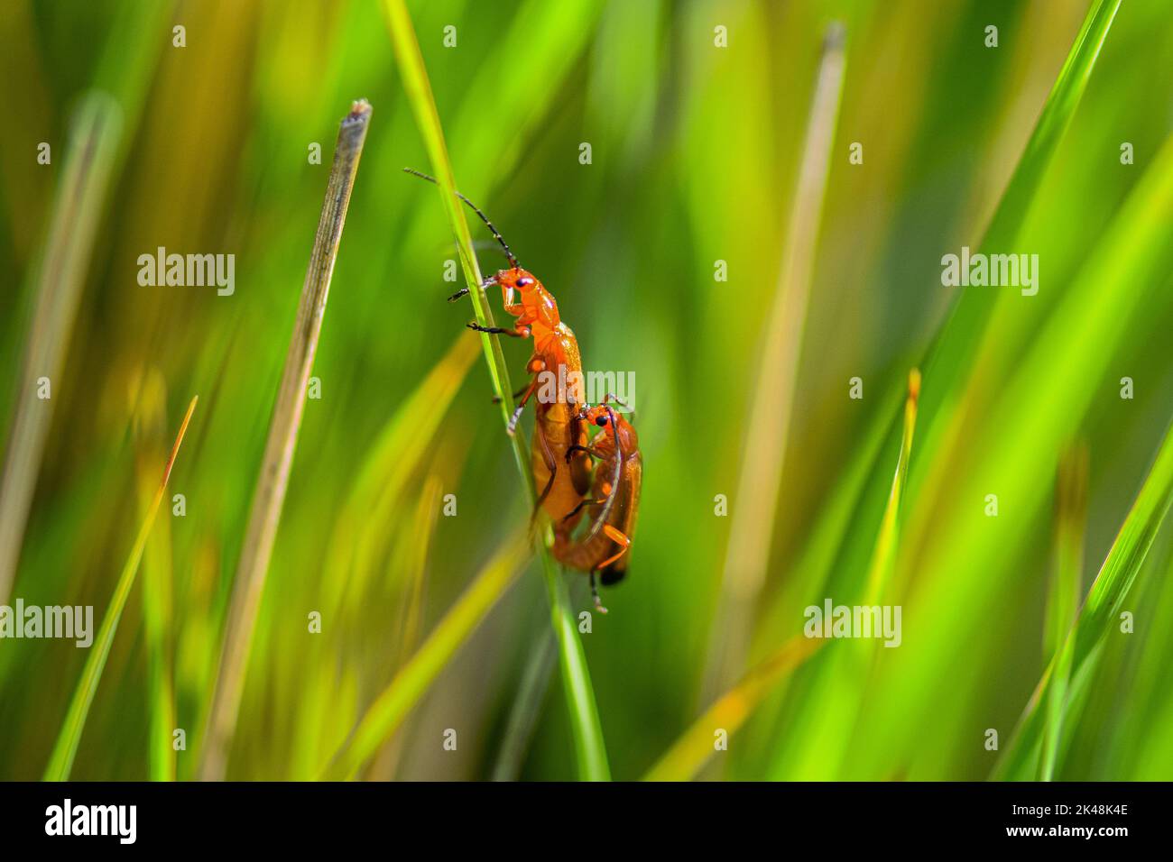 Bug in grass hi-res stock photography and images - Alamy