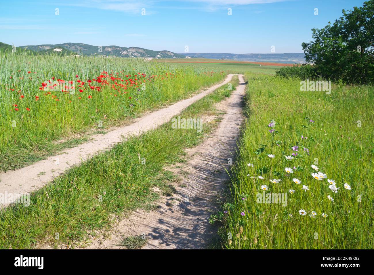 Road lane and deep blue sky. Green meadow and spring flowers Stock ...