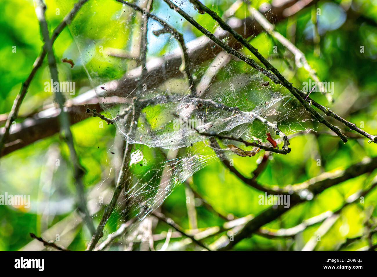 Branches with spider web hi-res stock photography and images - Alamy
