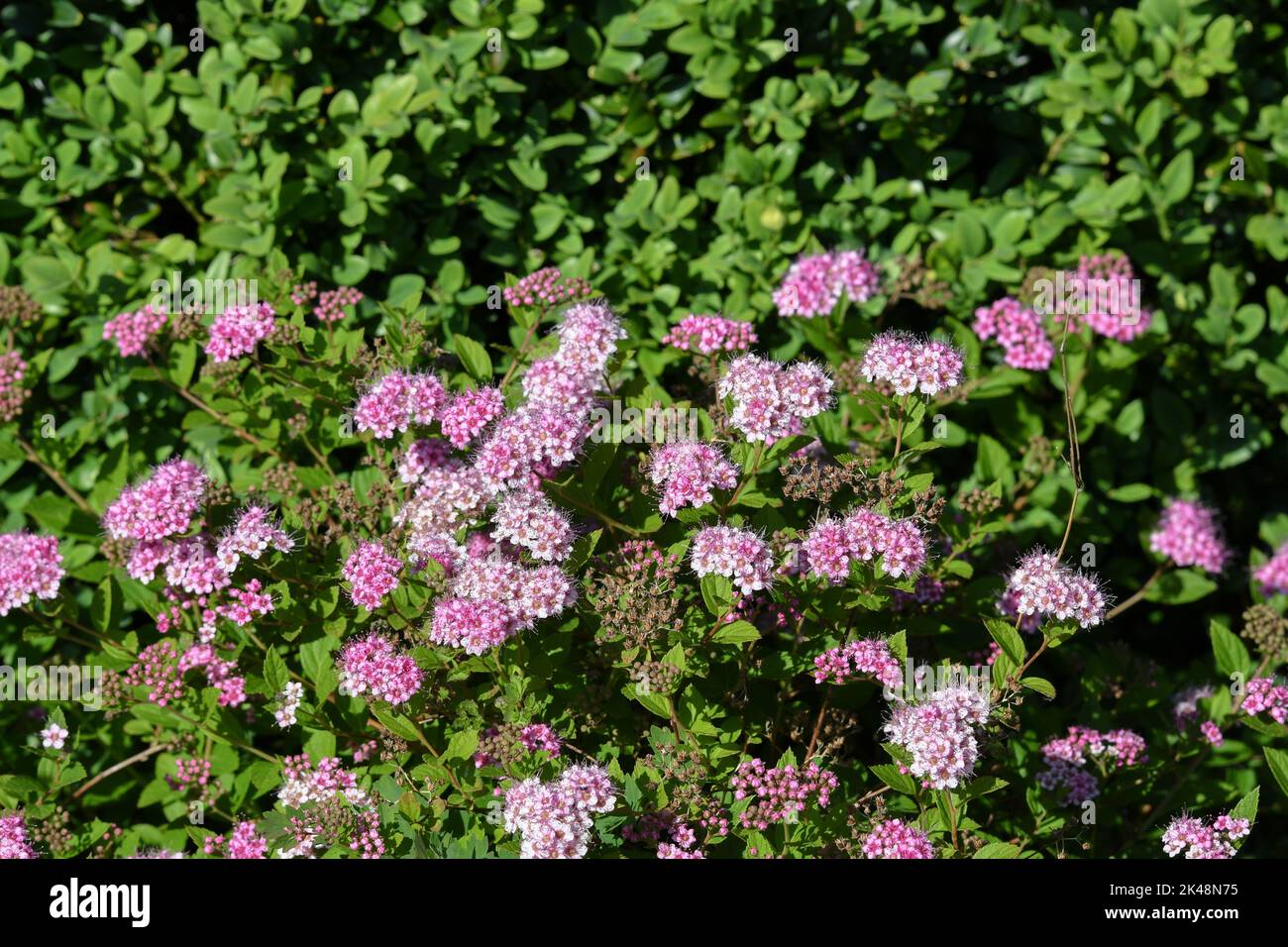 pink flowers in flower Stock Photo - Alamy