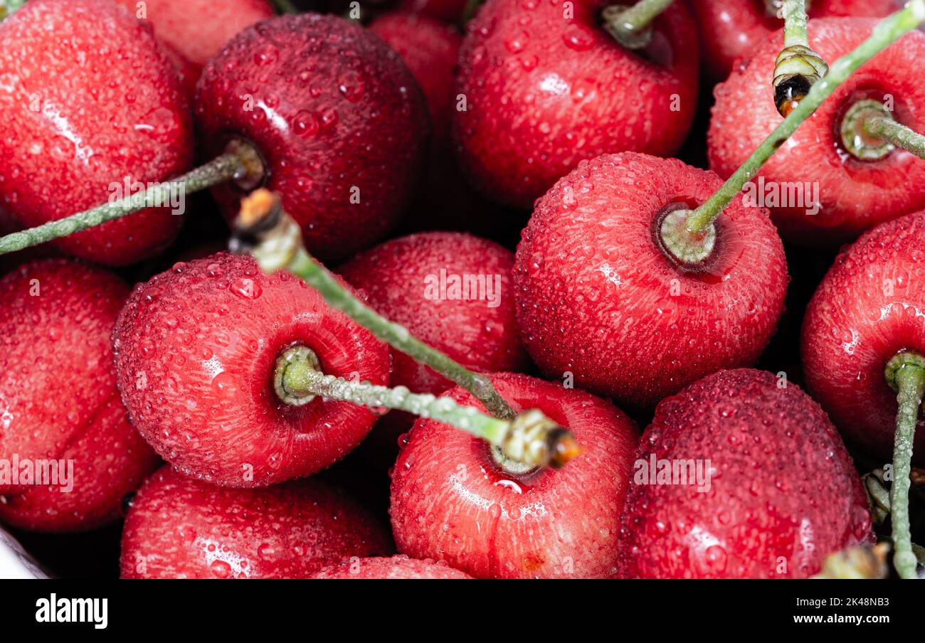 Cherries in close-up. Red fruit with green petioles. The structure of ...