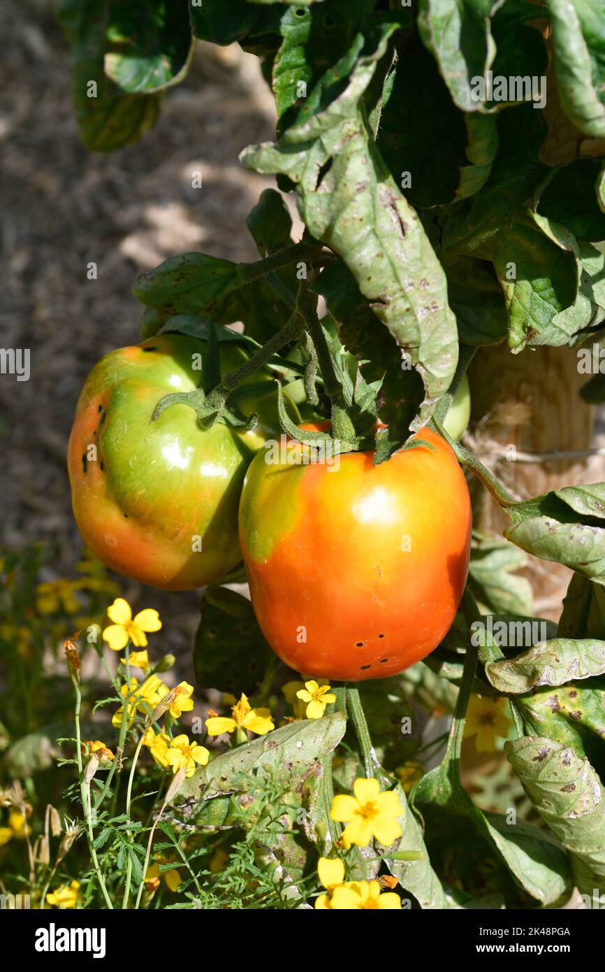 varieties of diverse and colorful tomatoes Stock Photo - Alamy
