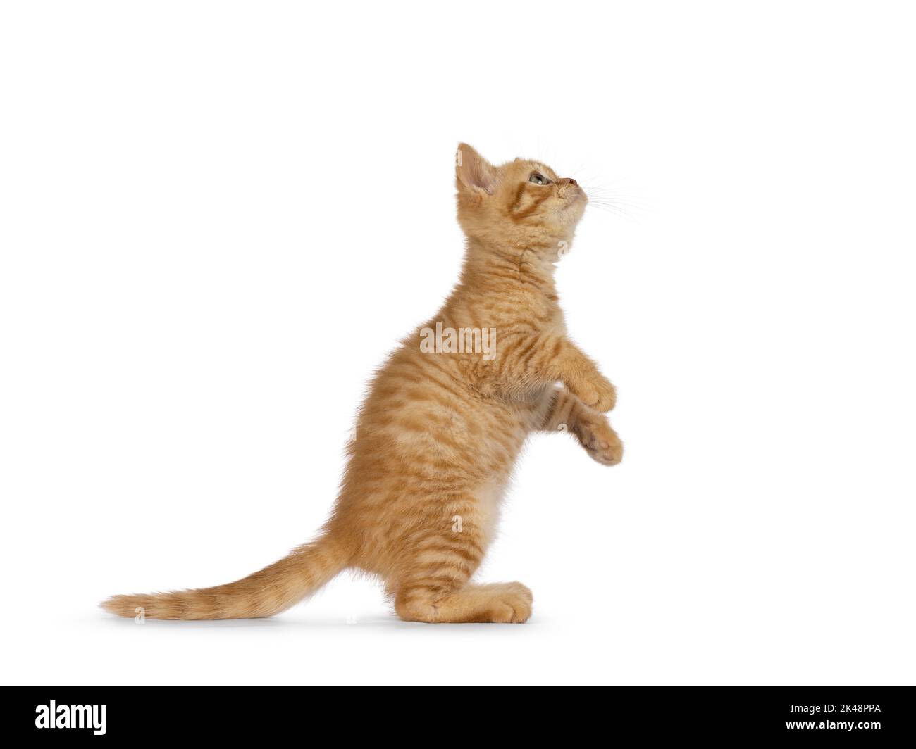 Adorable ginger British Shorthair cat kitten, standing side ways on ...