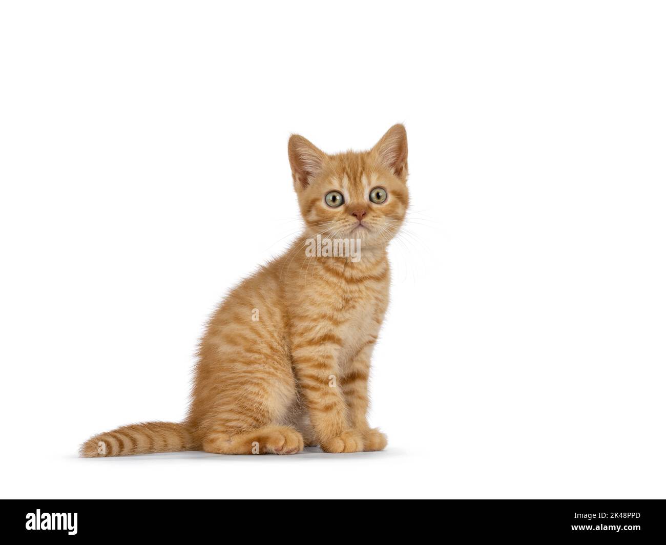 Adorable ginger British Shorthair cat kitten, standing side ways ...