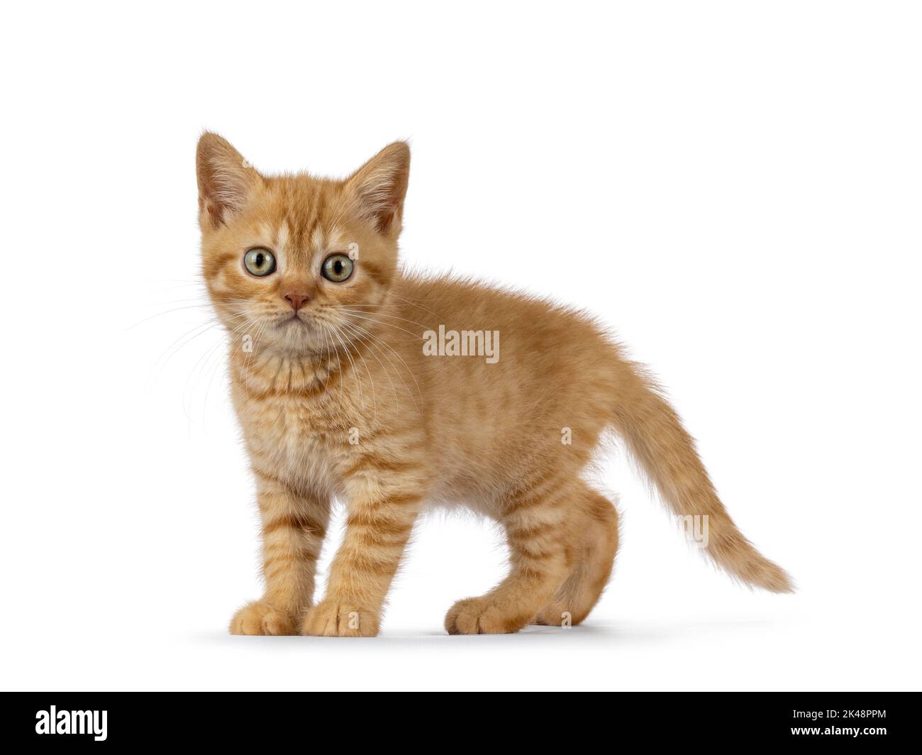 Adorable ginger British Shorthair cat kitten, standing side ways ...