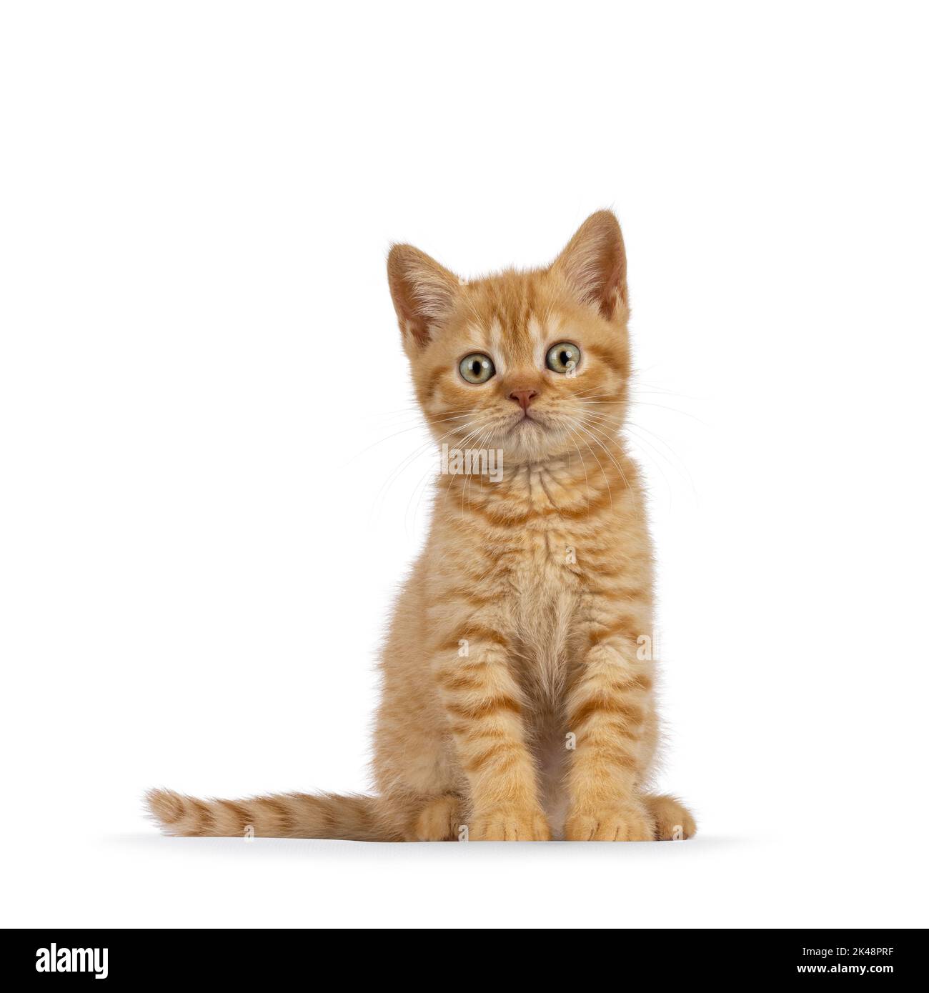 Adorable ginger British Shorthair cat kitten, sitting up facing front ...