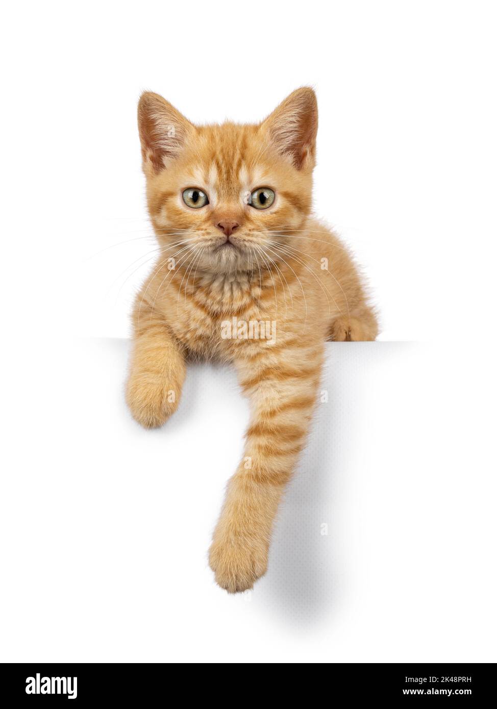 Adorable ginger British Shorthair cat kitten, laying down on edge with ...