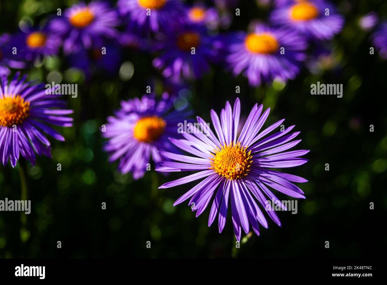 Purple flowers of Italian Asters, Michaelmas Daisy (Aster Amellus ...