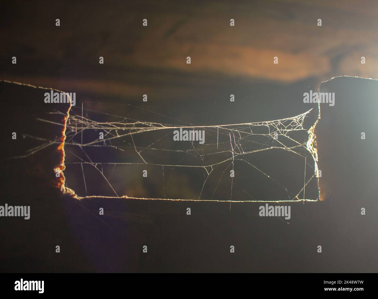 Spider web sunlight hi-res stock photography and images - Alamy