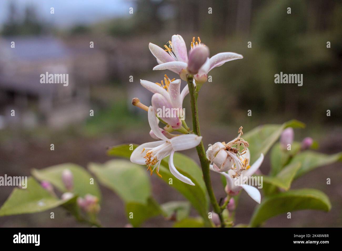 Lemon tree flowers hi-res stock photography and images - Alamy