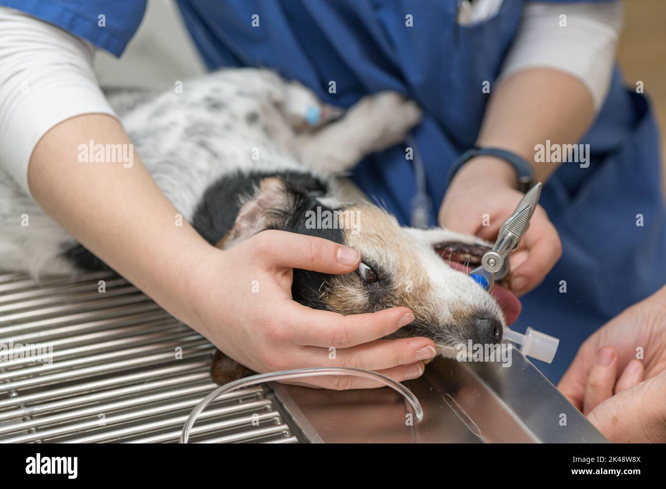 Intubation animal hi-res stock photography and images - Alamy