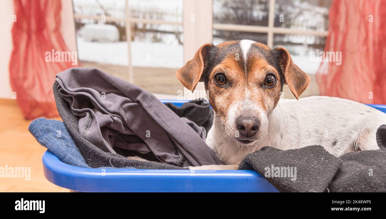 Beatuy dog lies in a laundry basket with freshly washed folded and ...