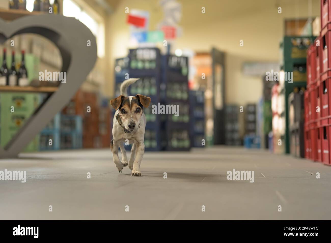 small dog in shopping market - cute little Jack Russell terrier, 13 ...