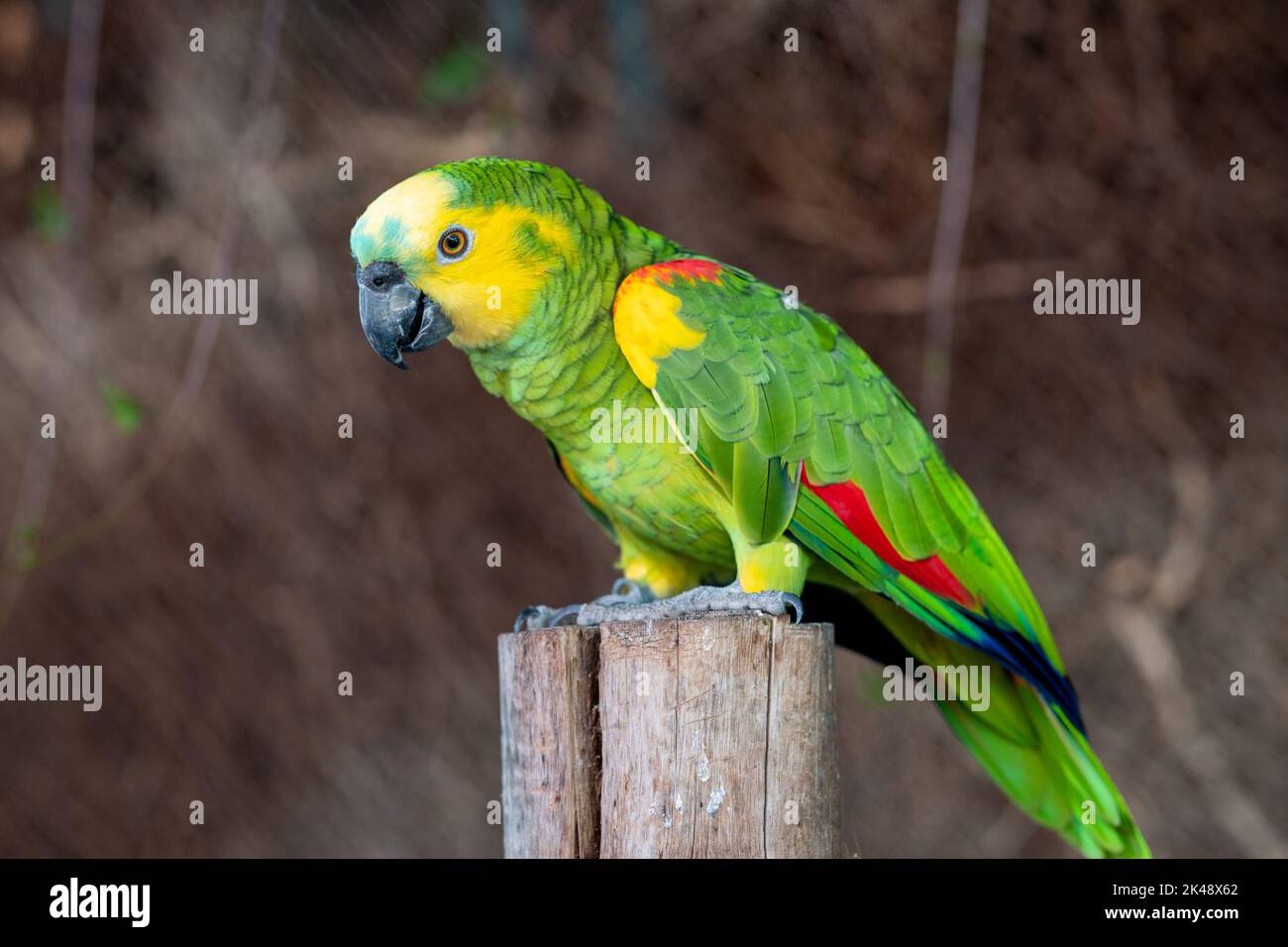 Yellow-headed amazon (Amazona oratrix), yellow-headed parrot or double ...