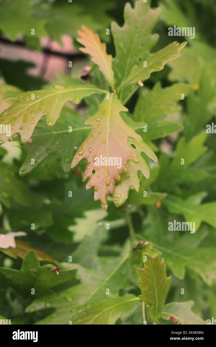 Leafy oak tree leaves growing in the sunny meadow Stock Photo - Alamy
