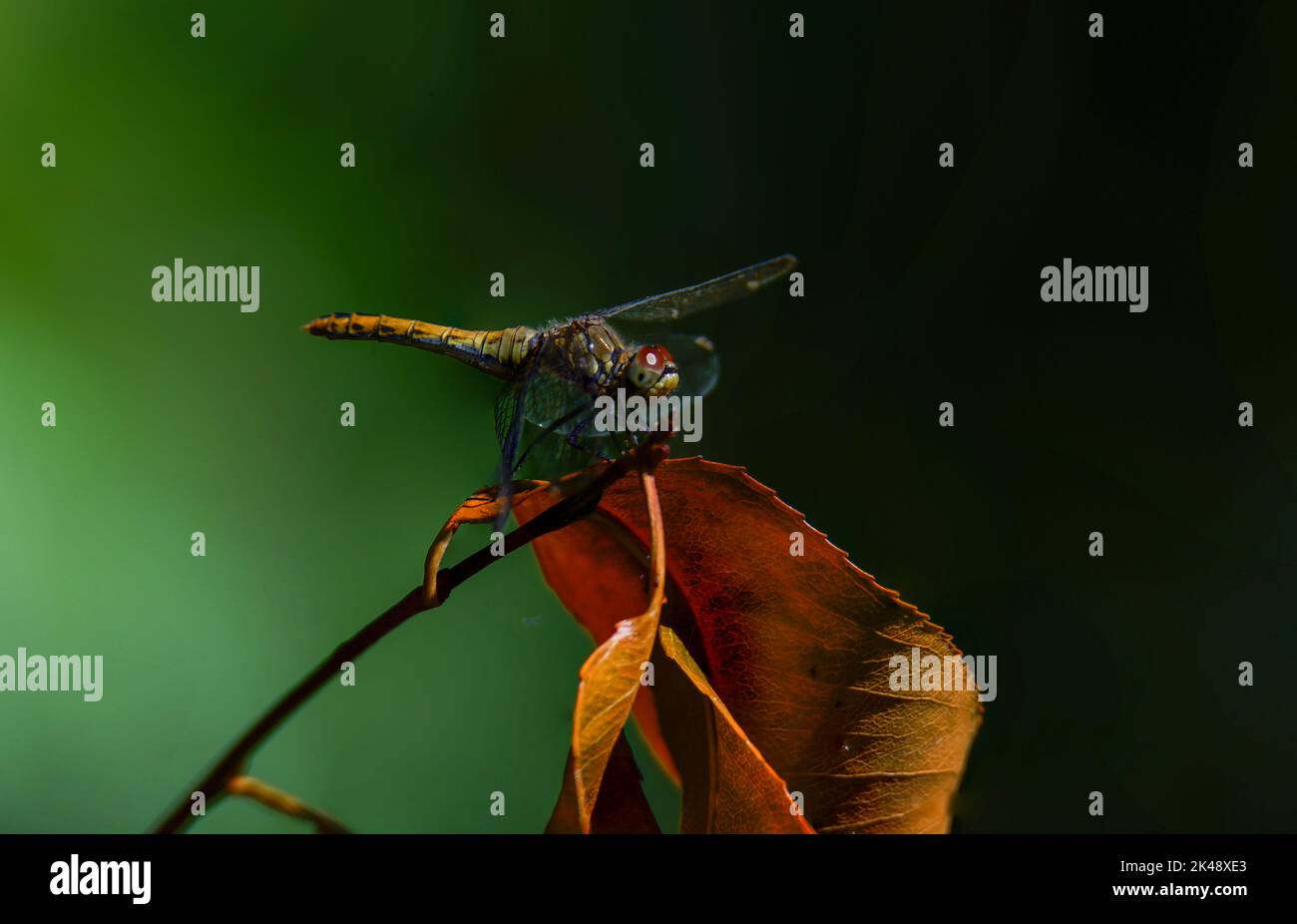 Insekten am blatt hi-res stock photography and images - Alamy