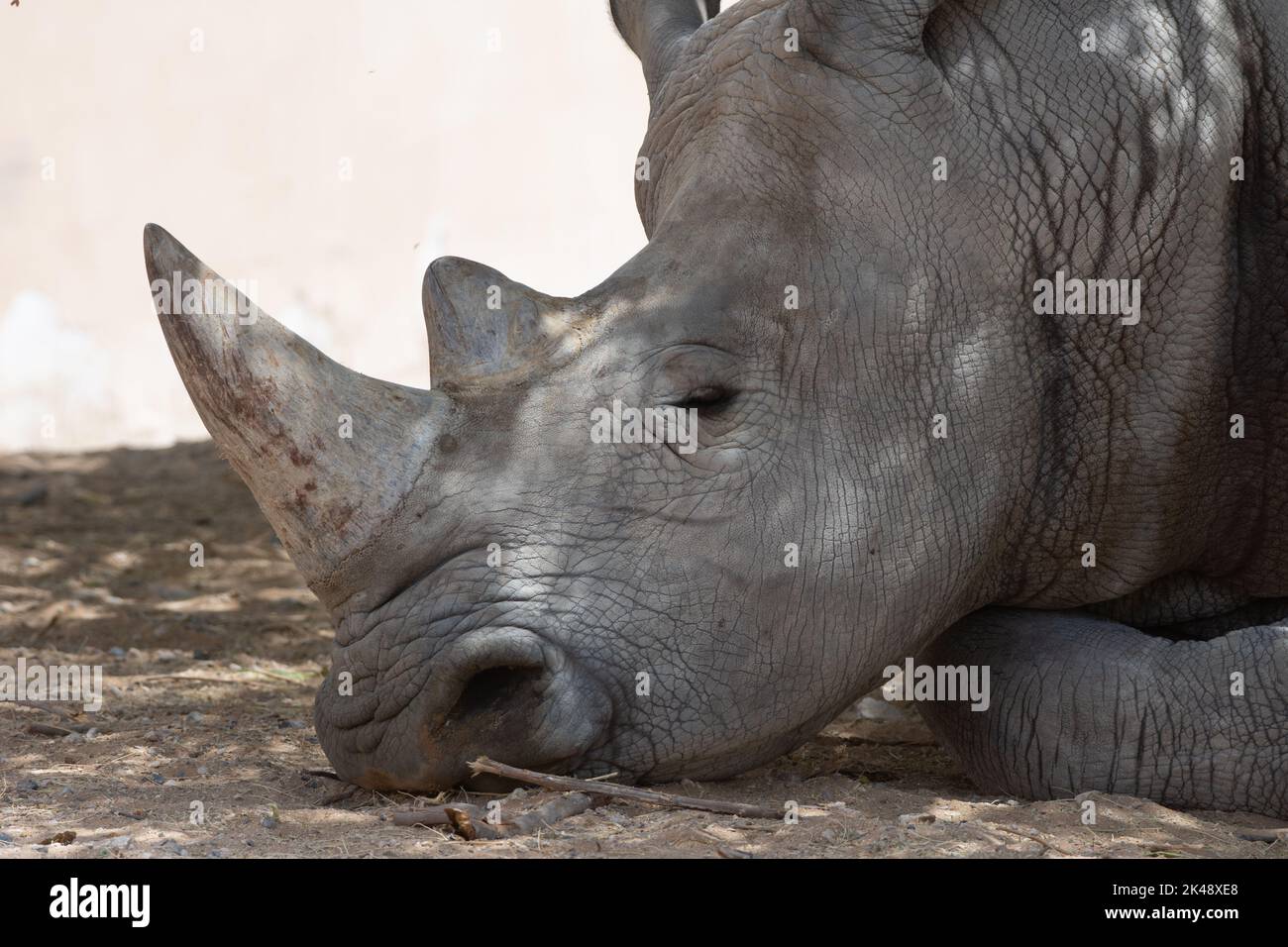 A white rhinoceros or square-lipped rhinoceros (Ceratotherium simum ...