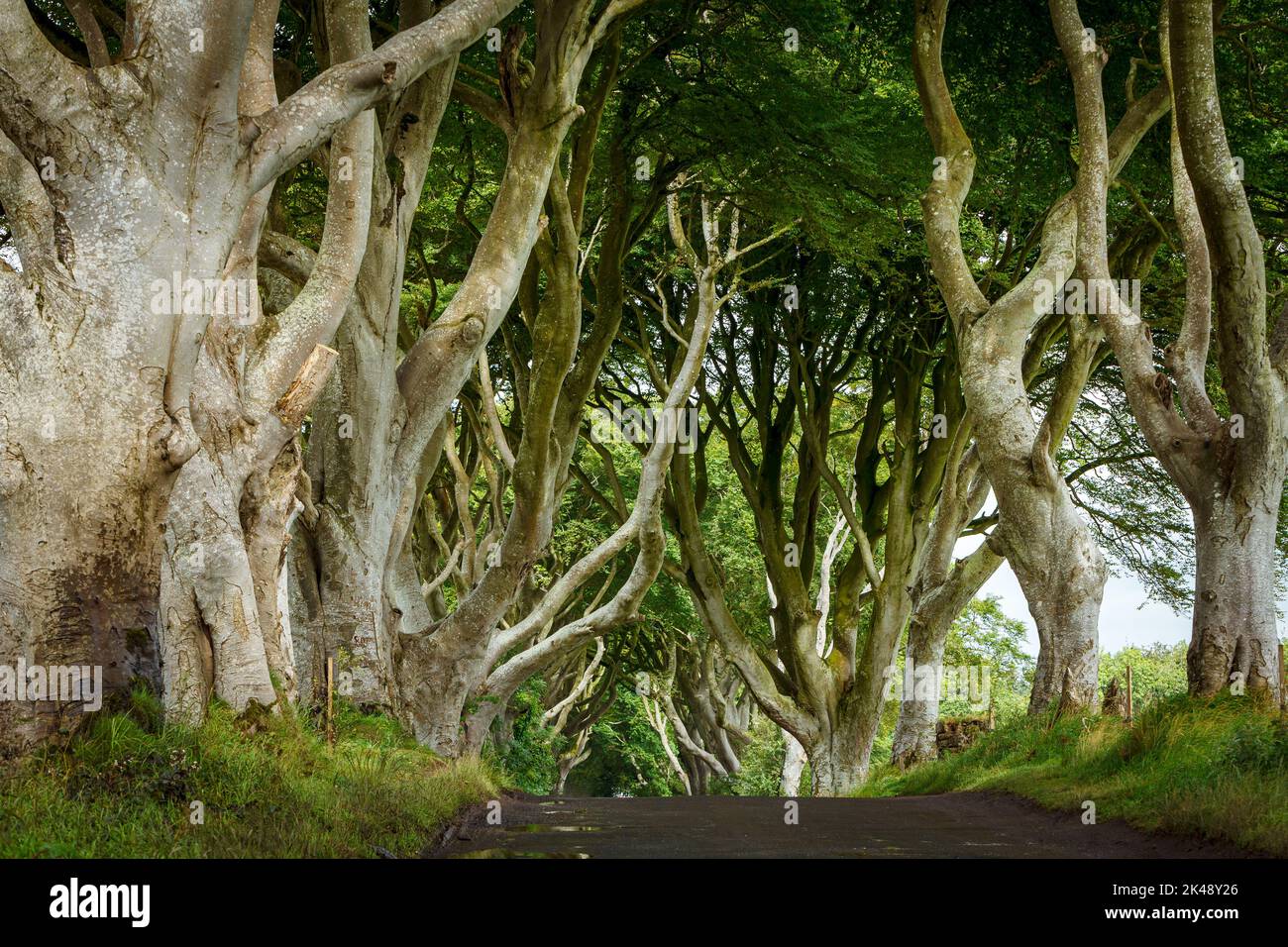 The dark hedges in Ireland Stock Photo - Alamy