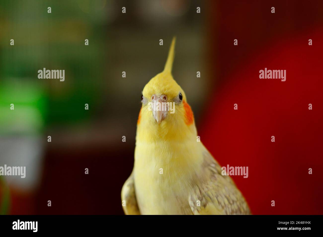 Yellow head cockatiel parrot with blush on cheeks Stock Photo - Alamy