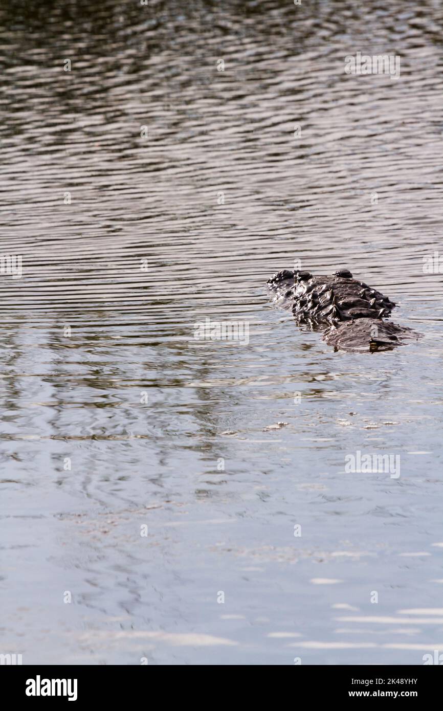 Texas alligator lizard hi-res stock photography and images - Alamy