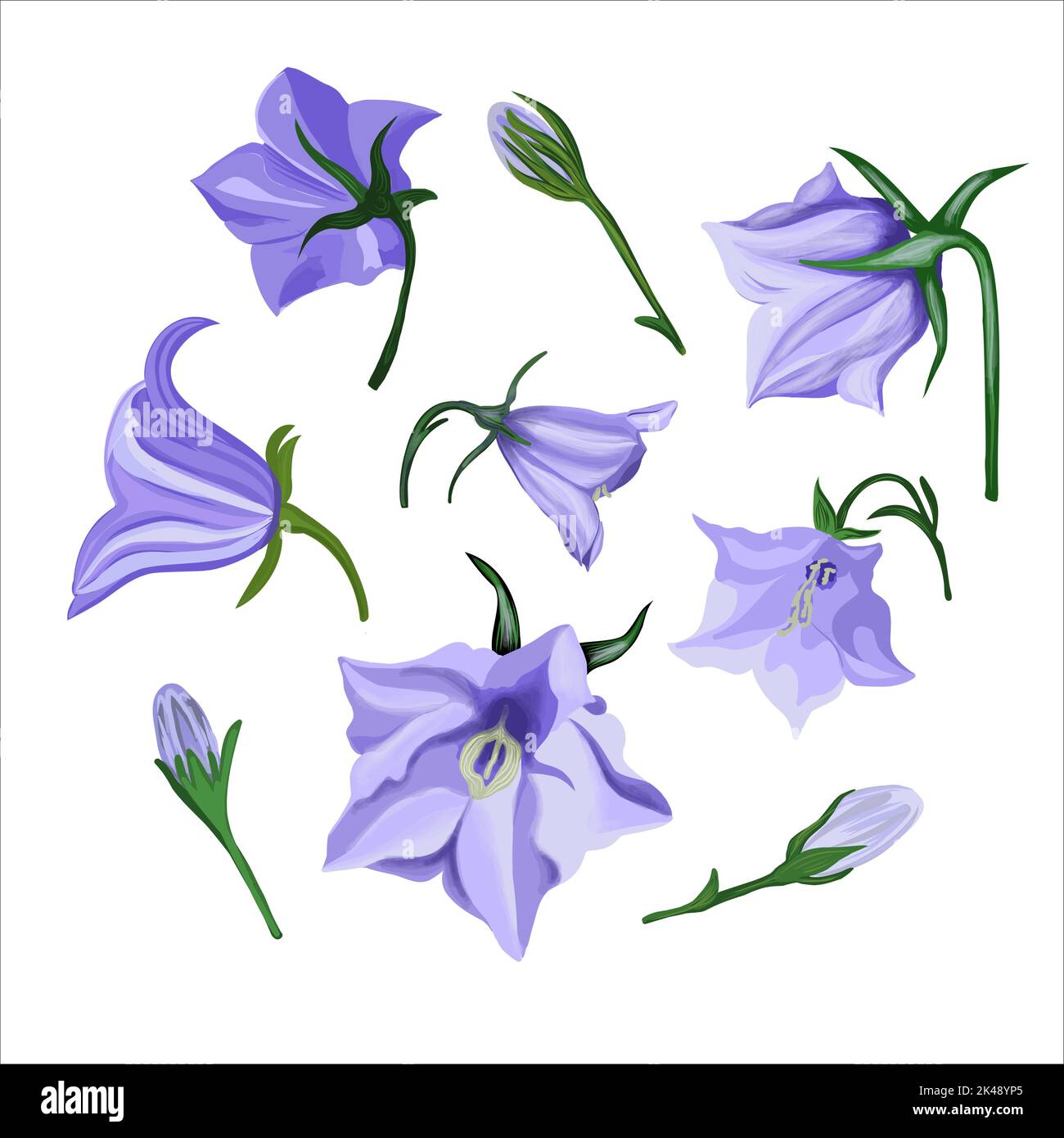 Blue bell flowers. Isolated blue flowers on a white background. Vector ...