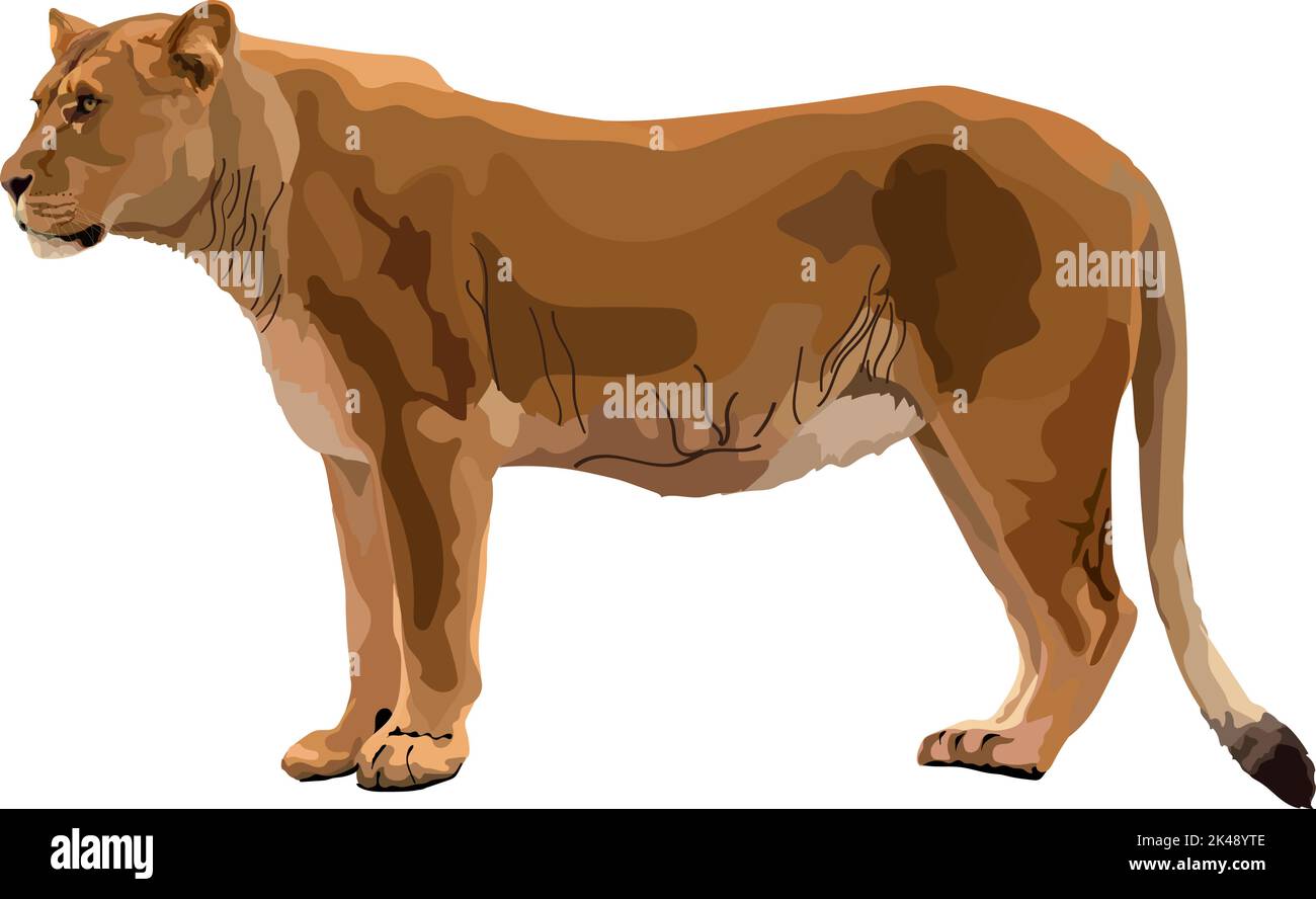 African lioness vector illustration isolated on the white background ...