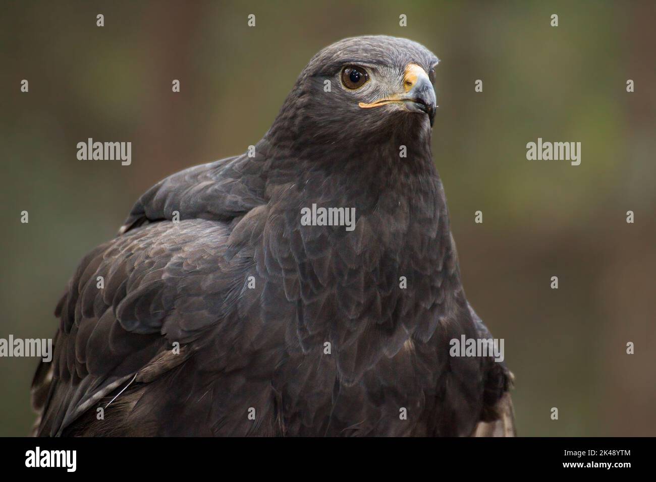 Swainsons hawk hi-res stock photography and images - Alamy