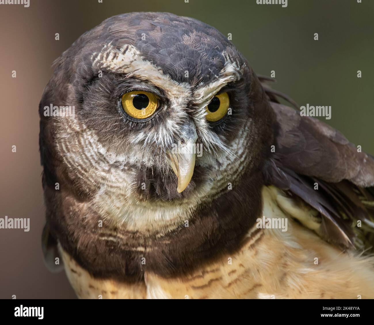 A spectacled owl portrait Stock Photo - Alamy