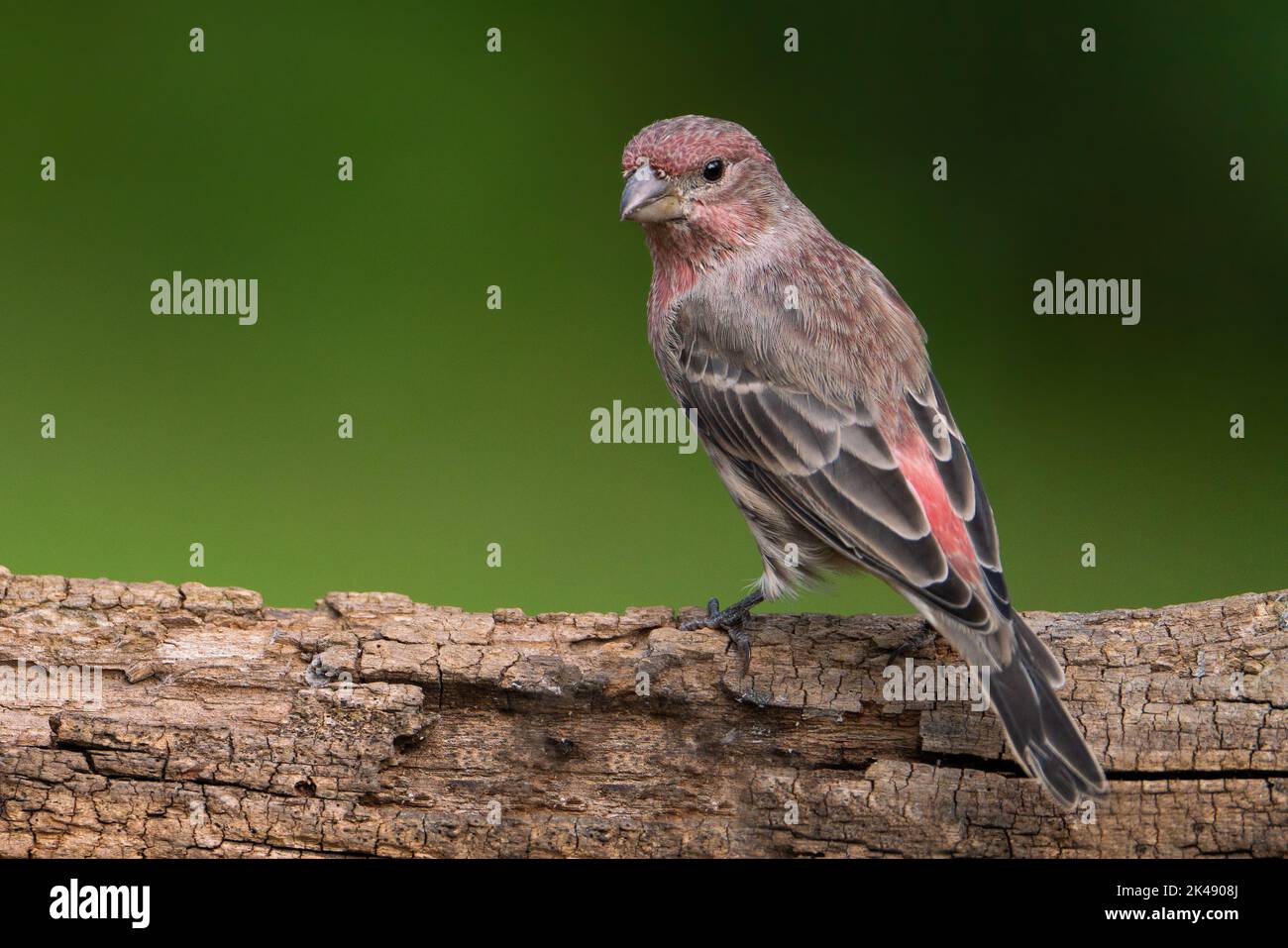 House finch backyard bird hi-res stock photography and images - Alamy