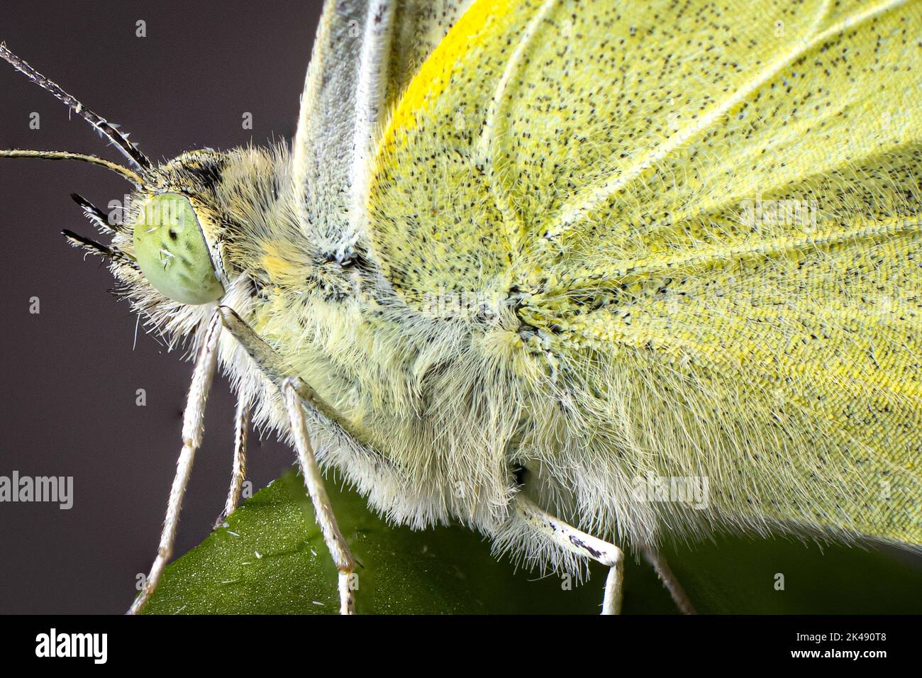 small cabbage white macro head thorax compound eye. The butterfly is ...