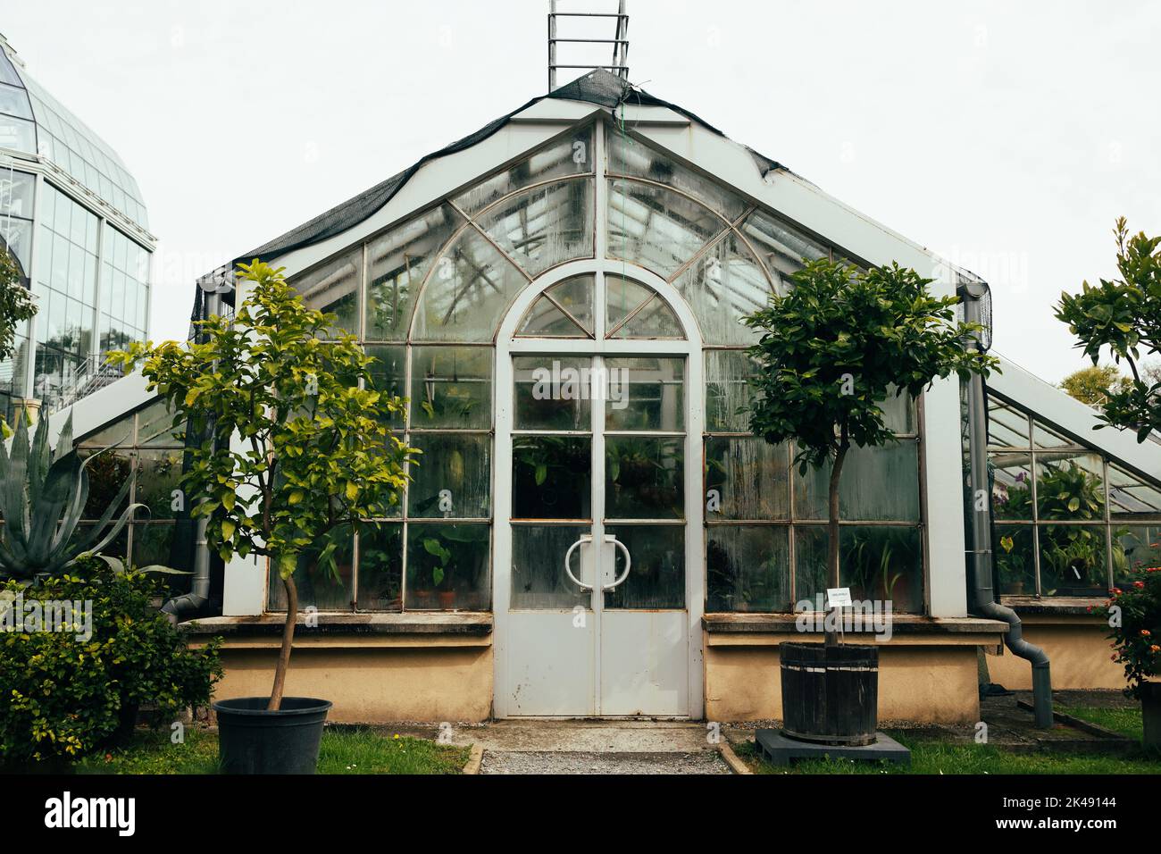 Winter garden orangery interior with evergreen tropical plants and ...