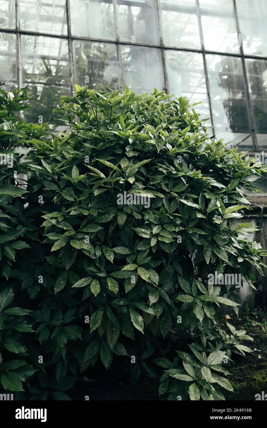 Aucuba japonica or japanese laurel spotted leaves pattern background ...