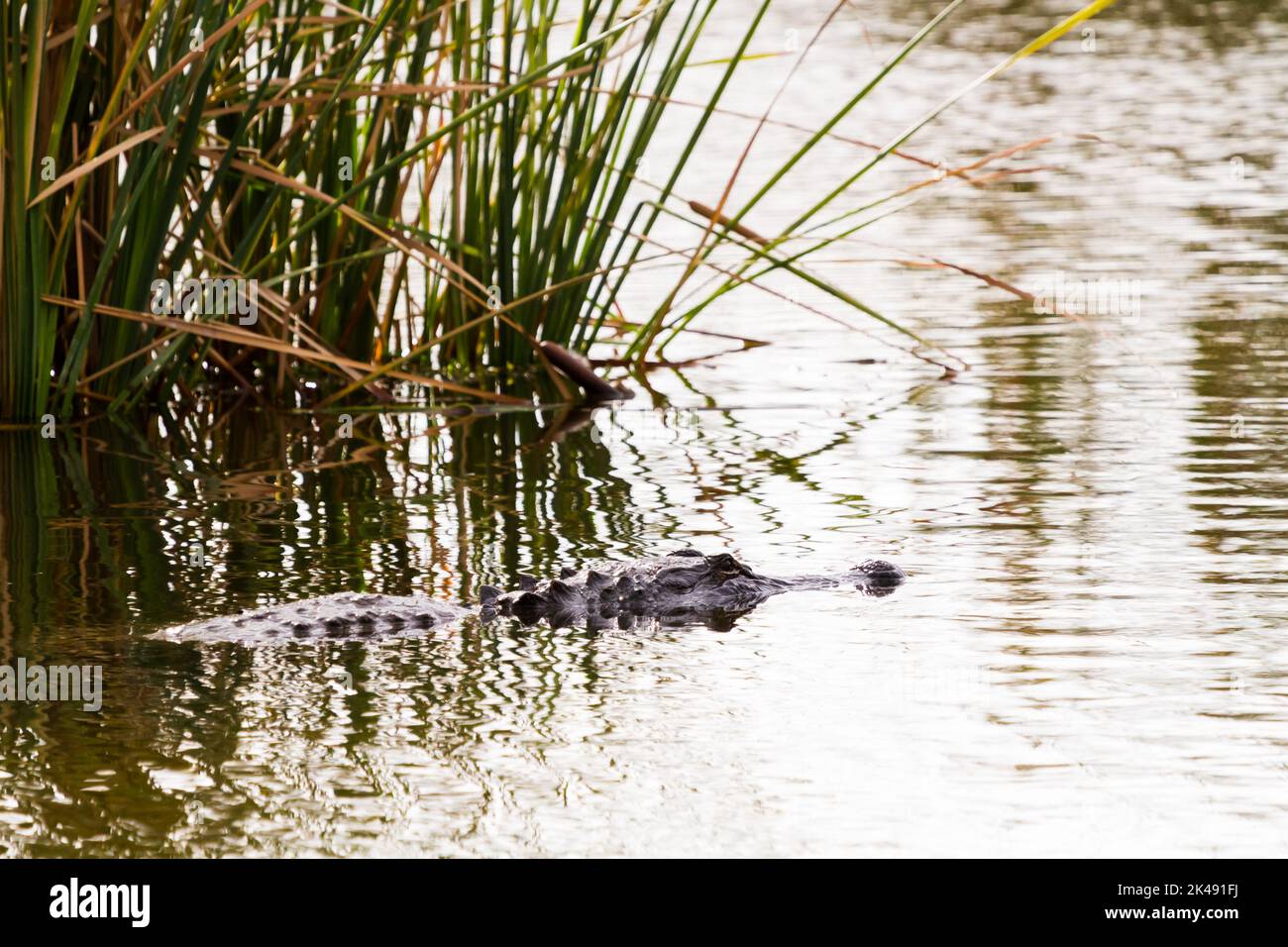 Texas alligator lizard hi-res stock photography and images - Alamy