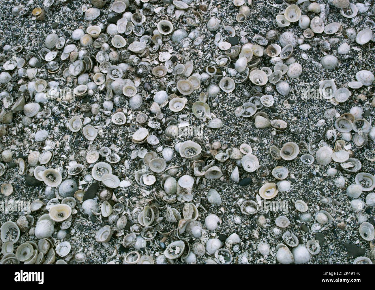 Detail of a reconstructed kitchen midden of limpet shells in the Bronze ...