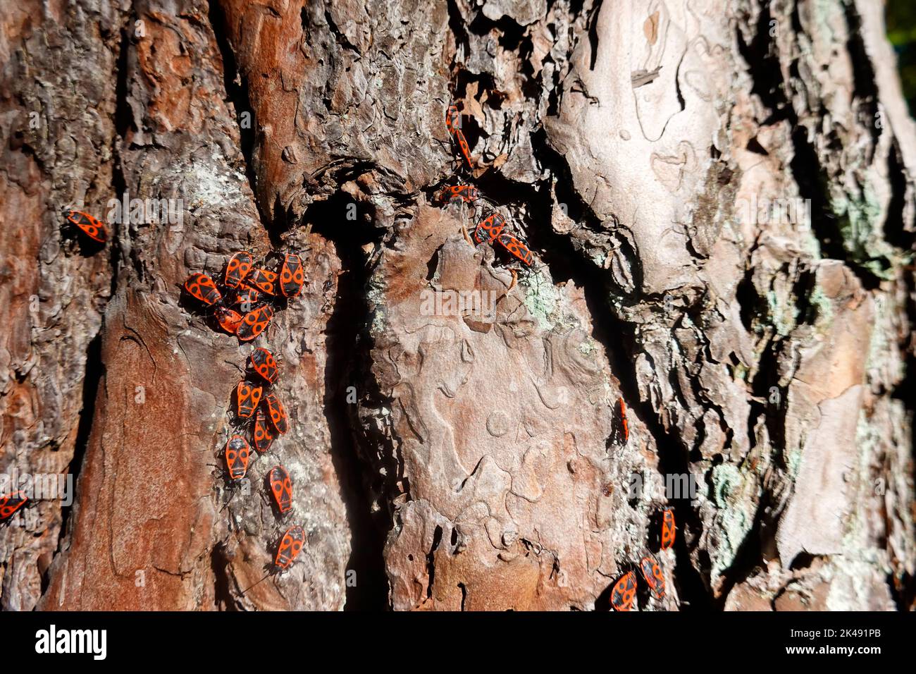 Firebugs, bugs, Pyrrhocoridae, cotton stainers,October 2022, Germany ...