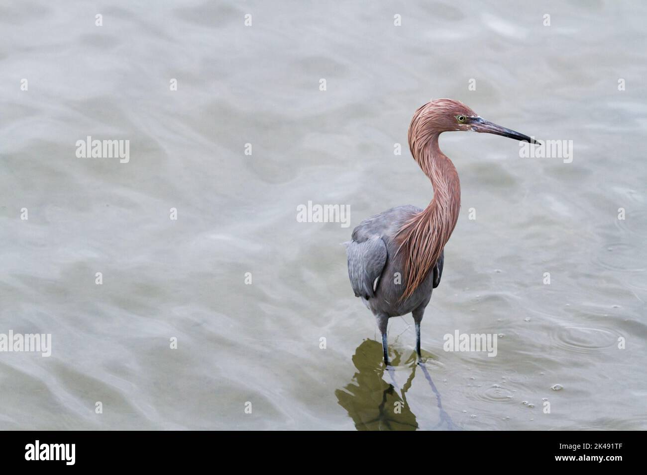 Raddish animals hi-res stock photography and images - Alamy
