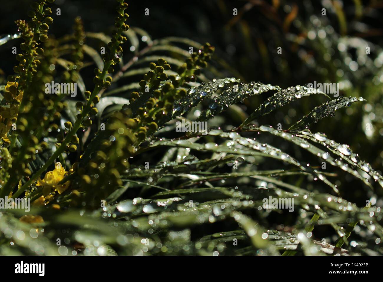 Thick water drops on broad green leaves seen in the early morning light ...
