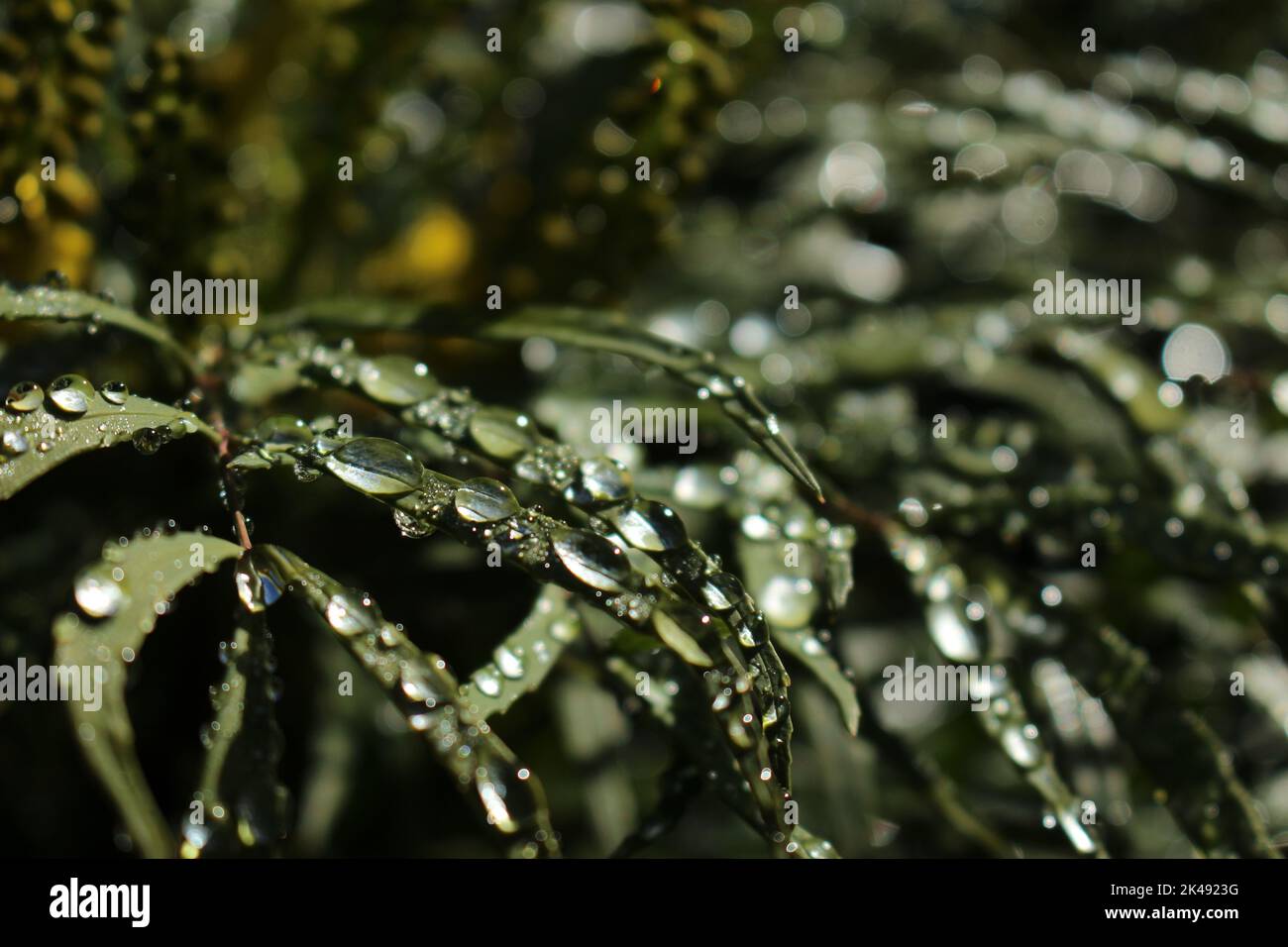 Thick water drops on broad green leaves seen in the early morning light ...