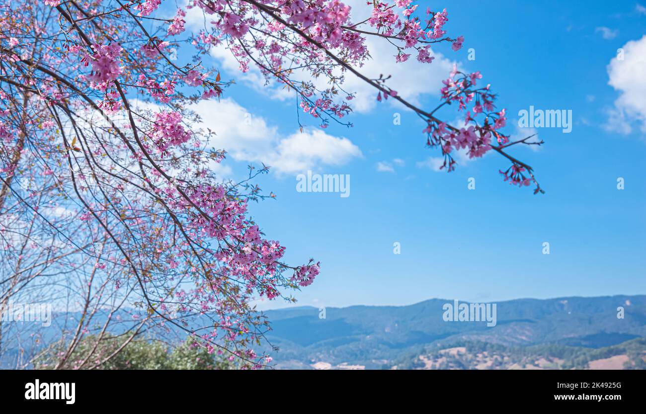 Cherry blossom, Mai Anh Dao prunus cerasoides flower in blue sky in Lac ...