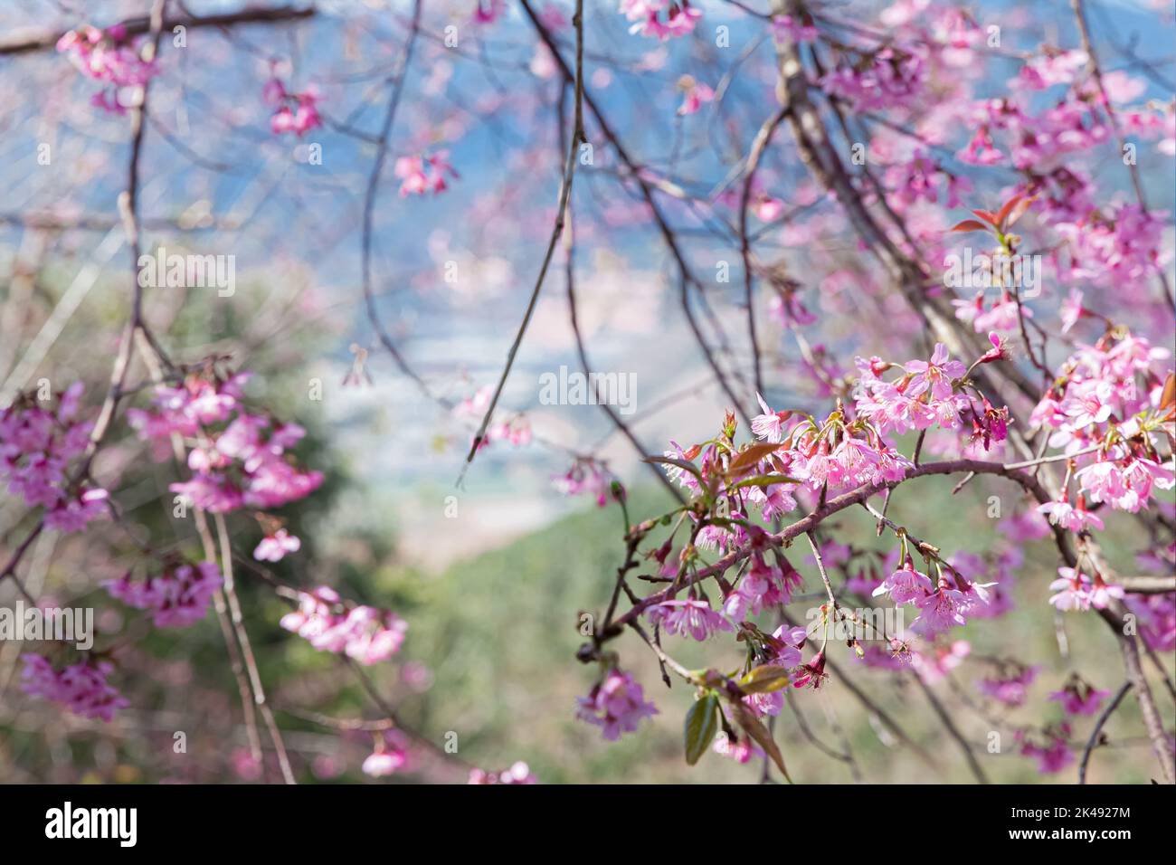 Cherry blossom, Mai Anh Dao prunus cerasoides flower in blue sky in Lac ...