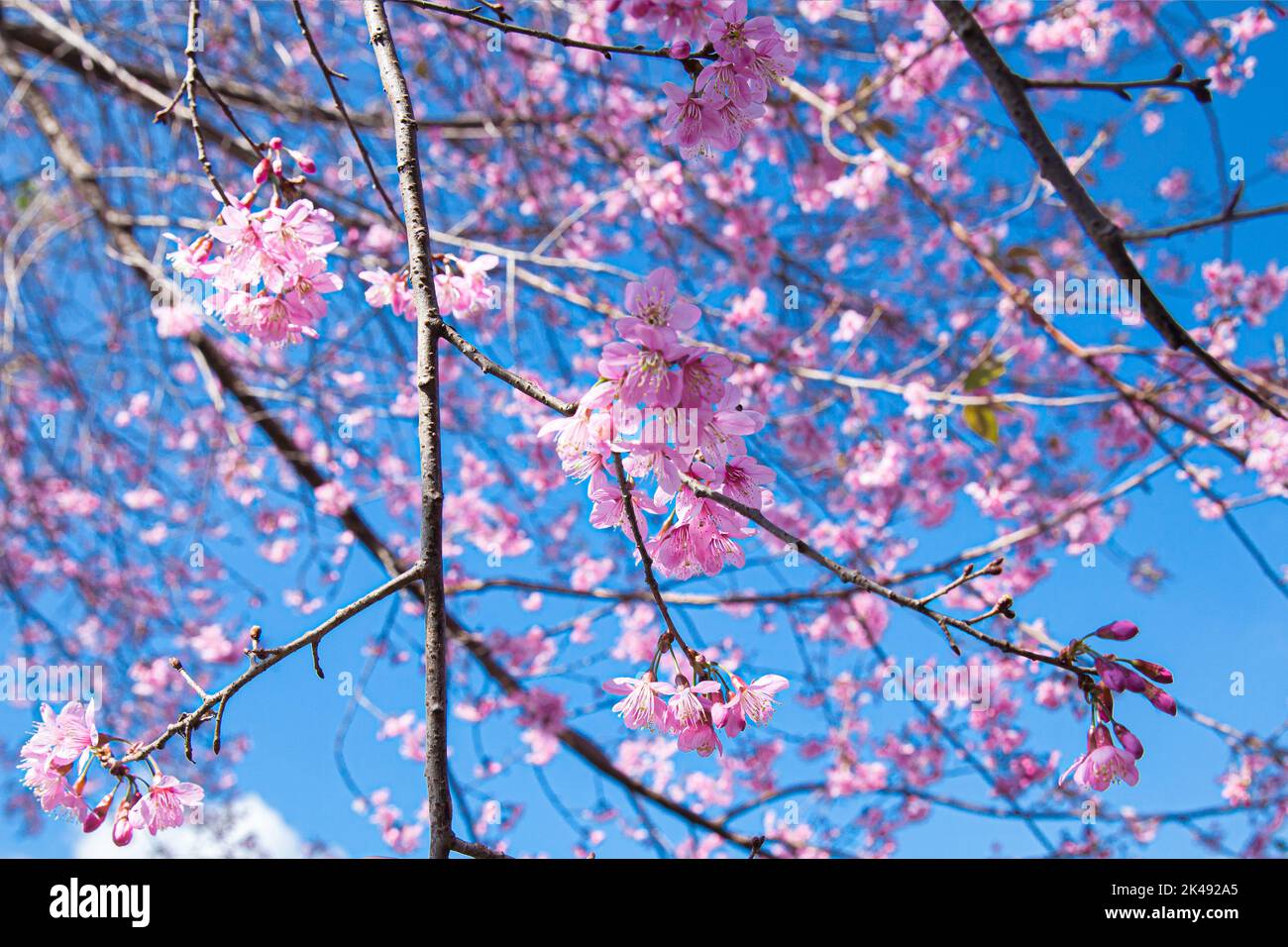 Cherry blossom, Mai Anh Dao prunus cerasoides flower in blue sky in Lac ...