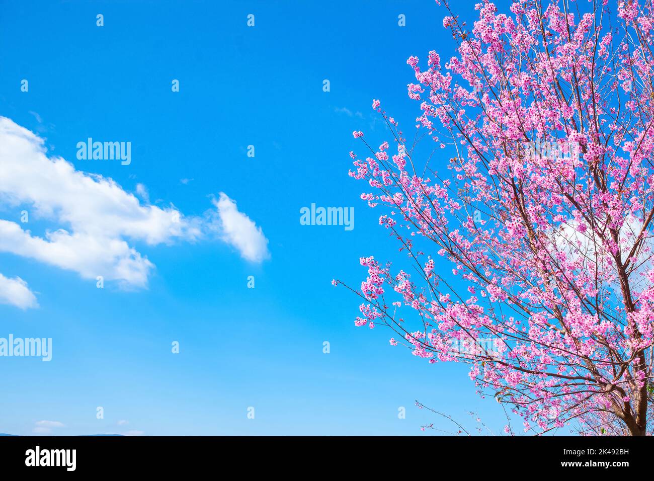 Cherry blossom, Mai Anh Dao prunus cerasoides flower in blue sky in Lac ...