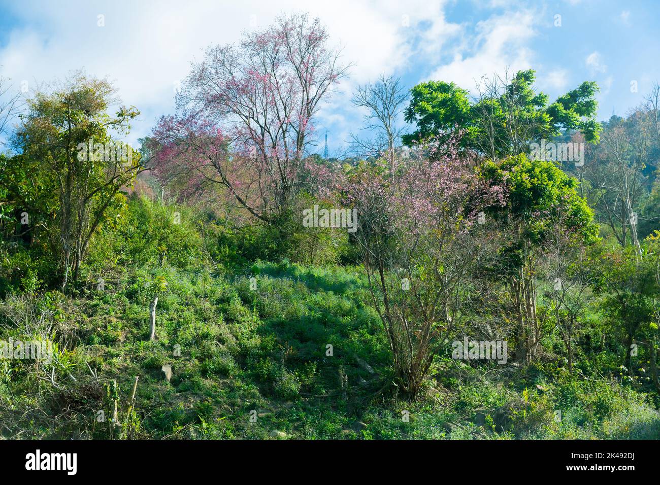 Beauty pink tree green field summer mountain landscape in blue sky in ...